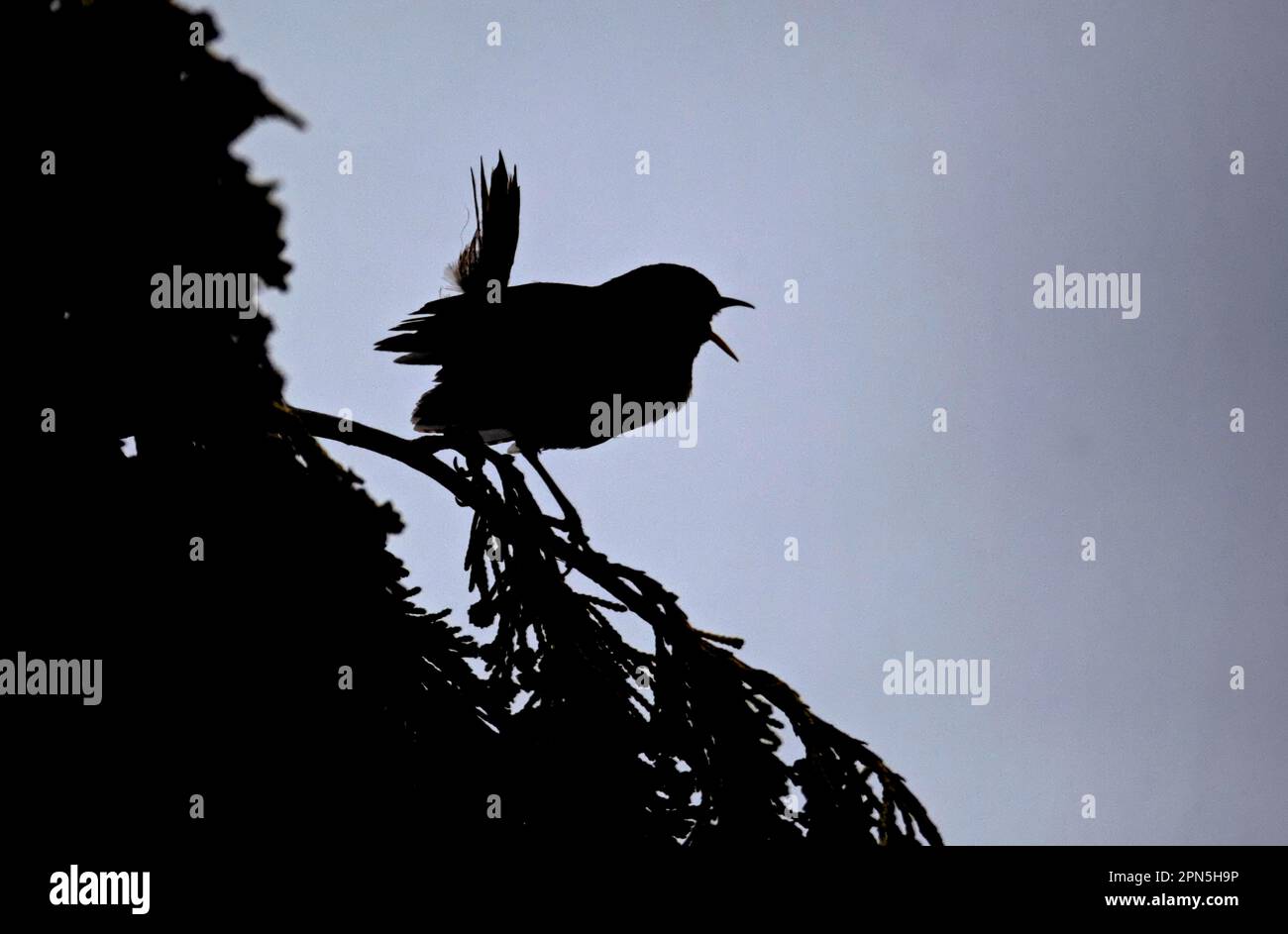 Wren, Wren, songbirds, animals, birds, Eurasian Wren (Troglodytes ...