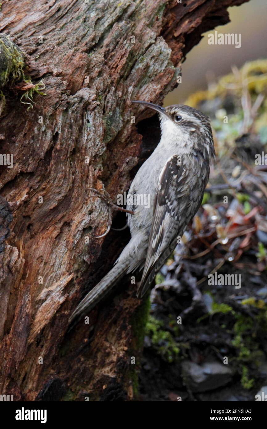 Himalayan Treecreeper, songbirds, animals, birds, Bar-tailed ...