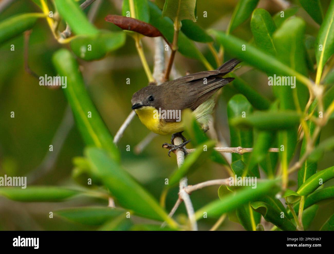 Mangrove thailand hi-res stock photography and images - Alamy