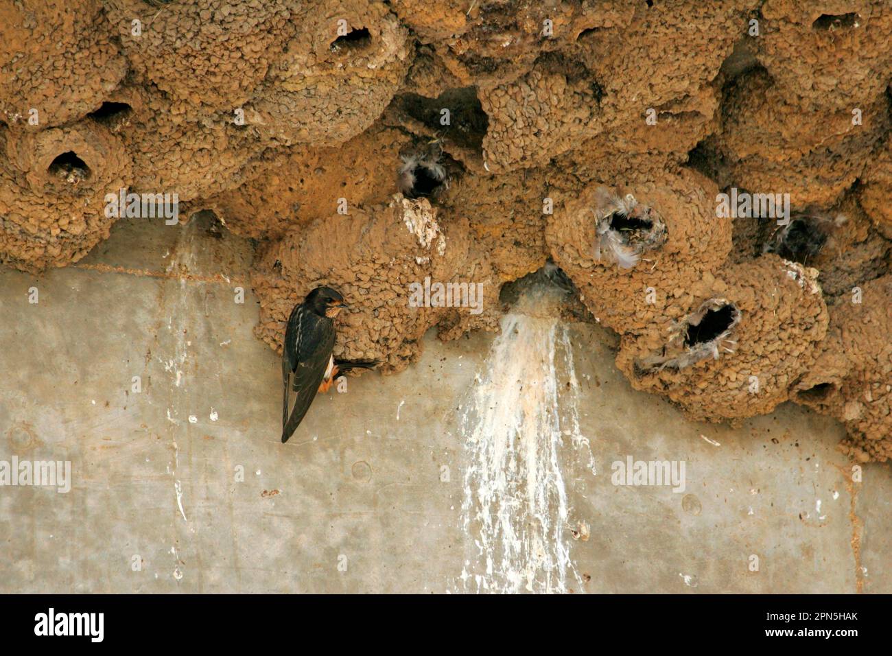 South African Cliff Swallow (Petrochelidon spilodera) adult, at mud ...