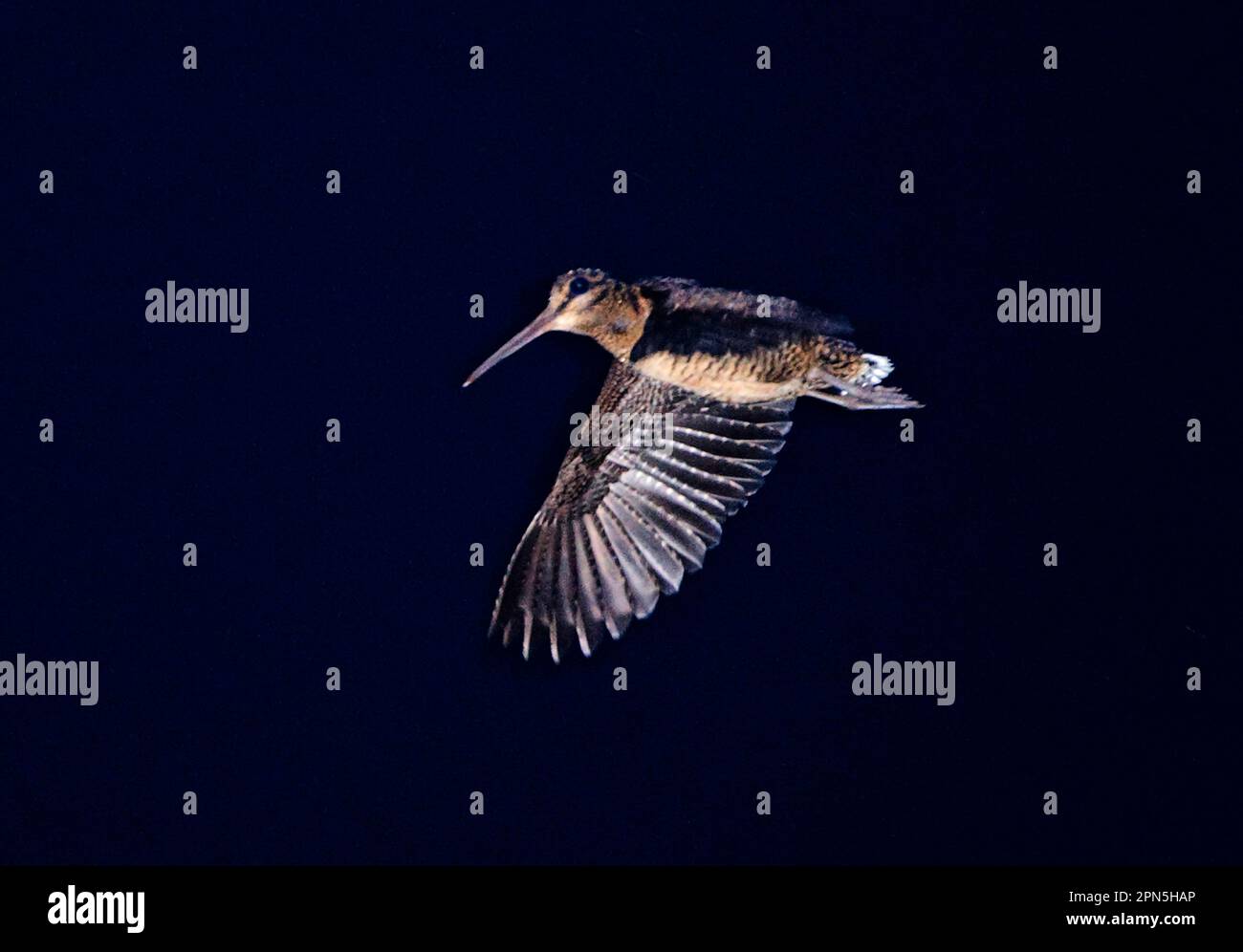 Philippine Snipe, Philippine Snipe, Philippine Snipe, Animals, Birds ...