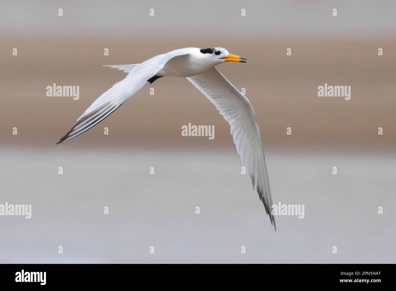 Thalasseus bernsteini hi-res stock photography and images - Alamy