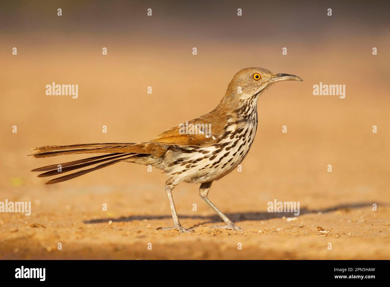 Long-billed thrasher (Toxostoma longirostre), Long-billed Thrasher ...