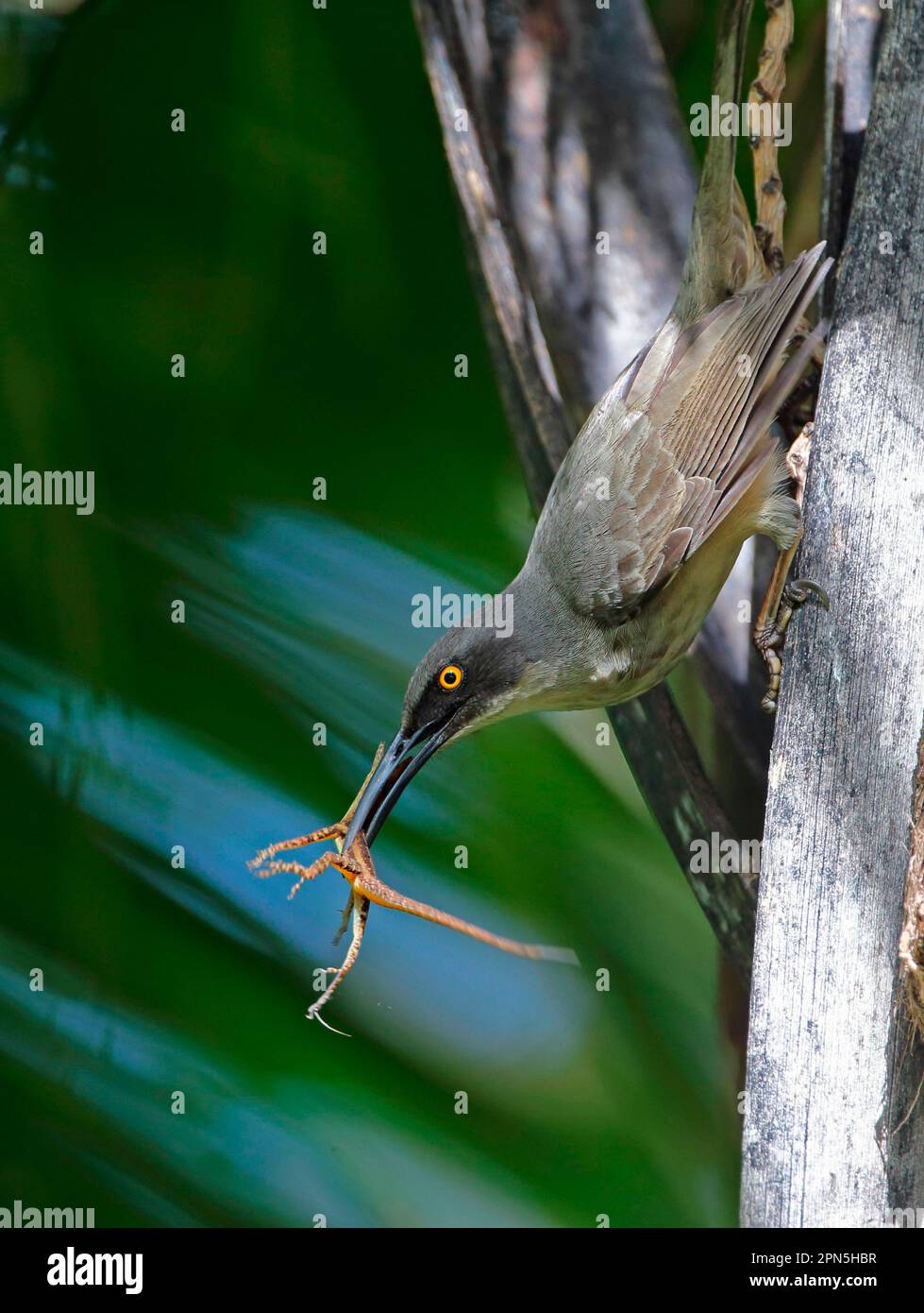 Grey trembler (Cinclocerthia gutturalis machrorhyncha) adult, with ...