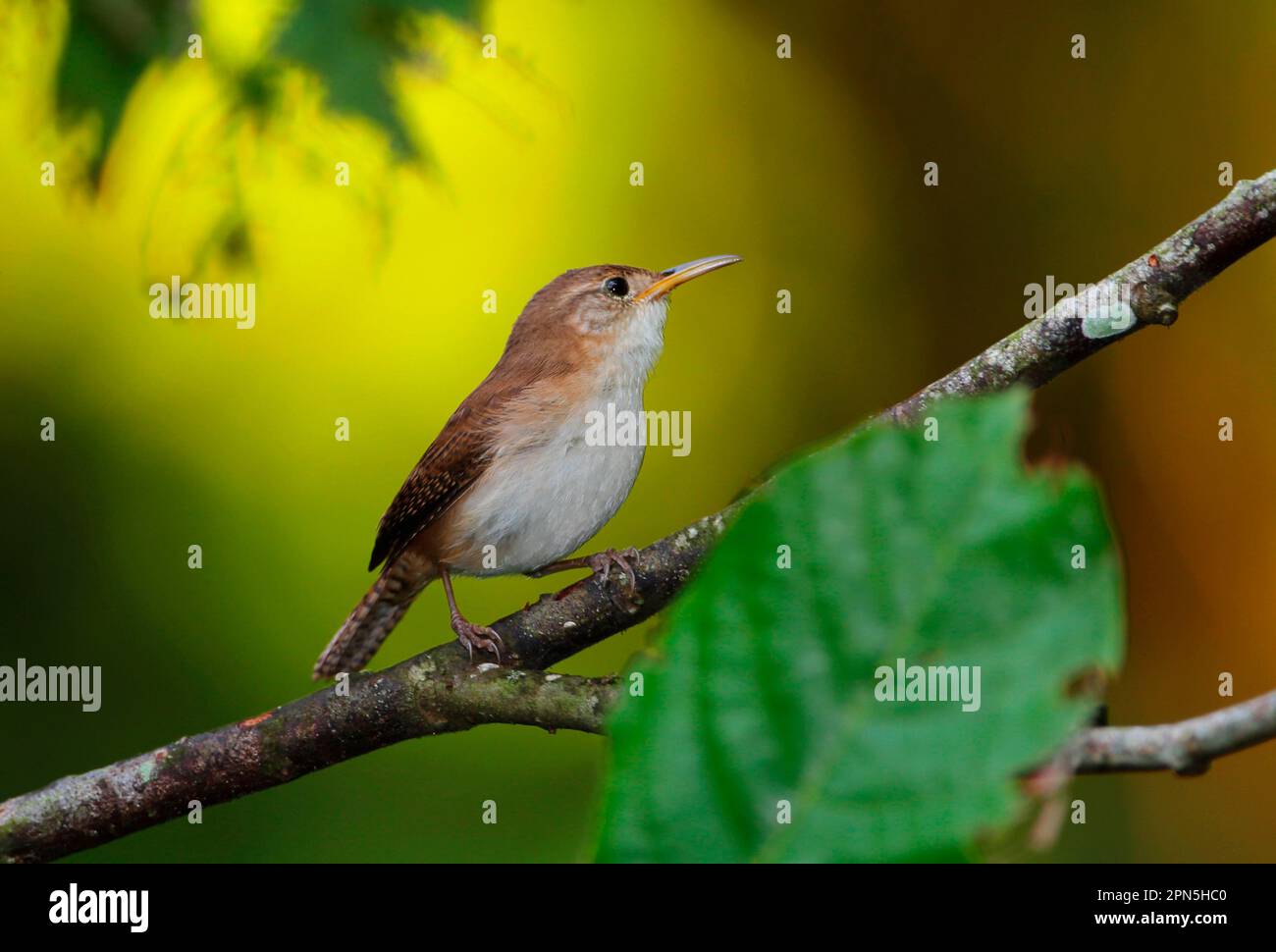 St lucia wren hi-res stock photography and images - Alamy