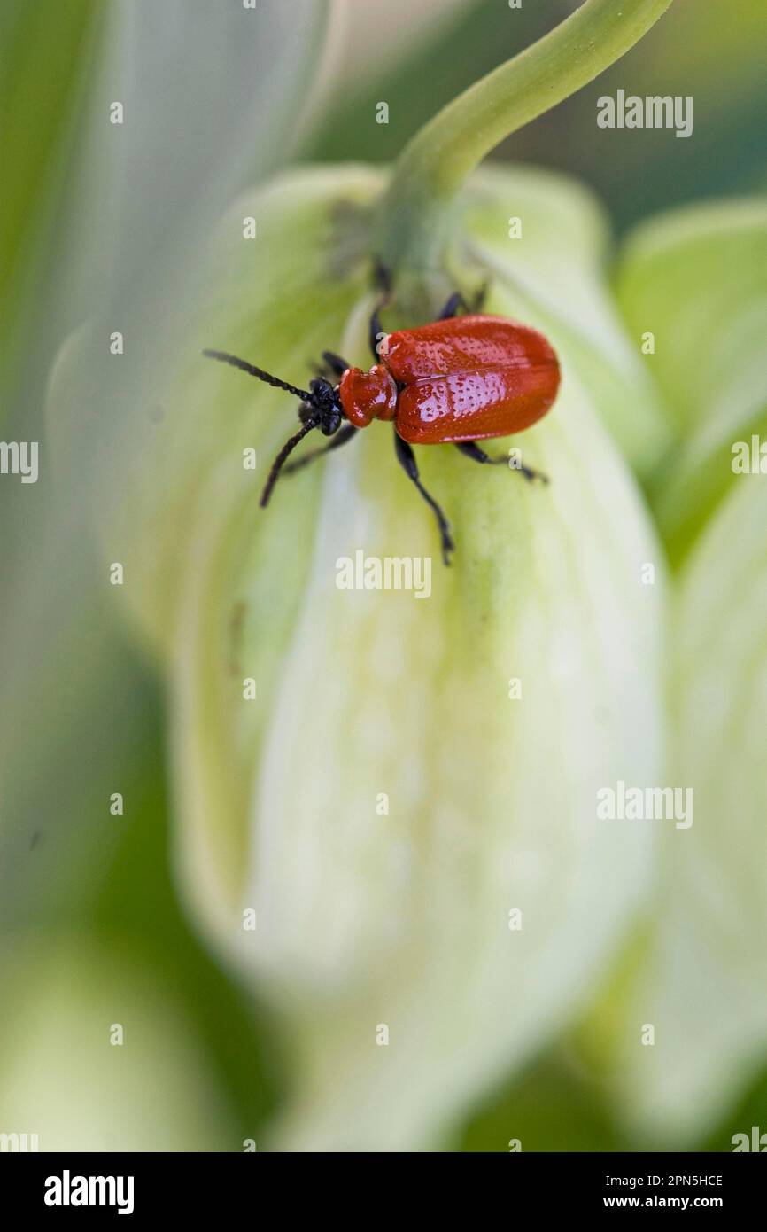 Scarlet lily beetle (Lilioceris lilii), Leaf beetle, Other animals ...
