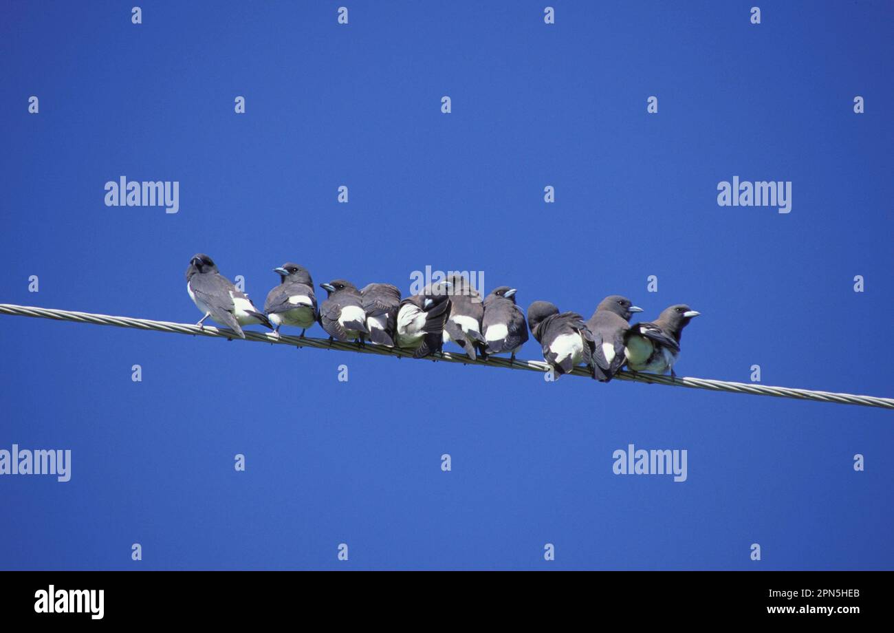 White-breasted woodswallow (Artamus leucorynchus), White-bellied ...