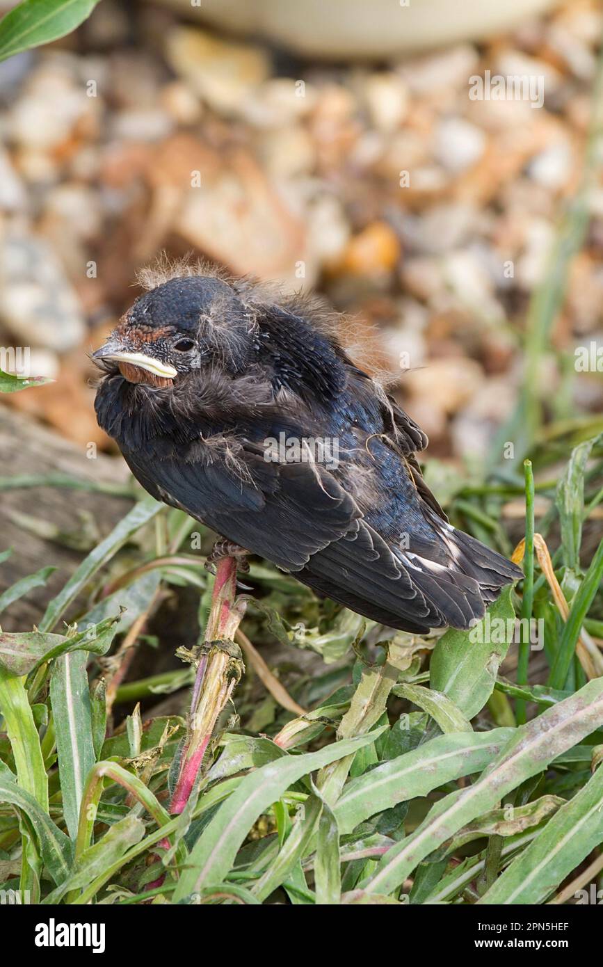 Barn Swallow, Barn Swallows, Songbirds, Animals, Birds, Swallows, Young ...