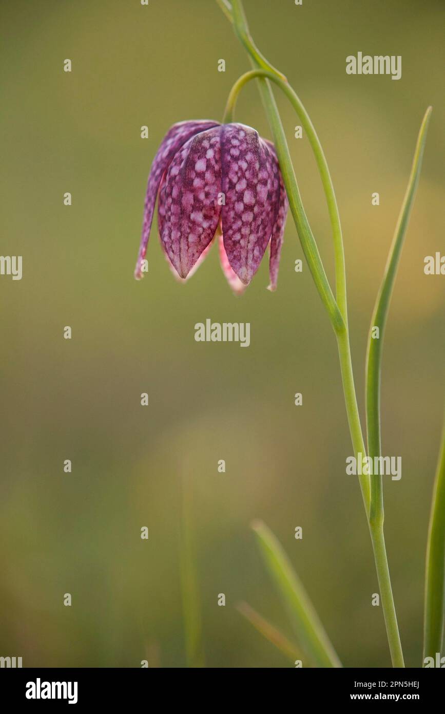 Chess flower, Chessboard flower, Lapwing, Lily family, Snake's Head ...