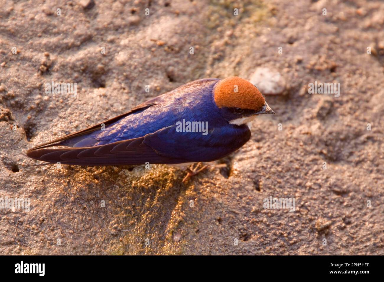 Red-capped Swallow, Red-capped Swallows, Songbirds, Animals, Birds ...
