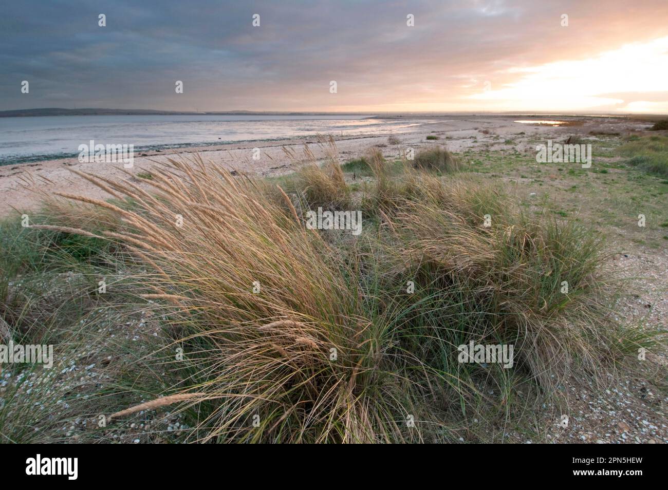 European marram grasses (Ammophila arenaria), Sweet grasses, Marram ...