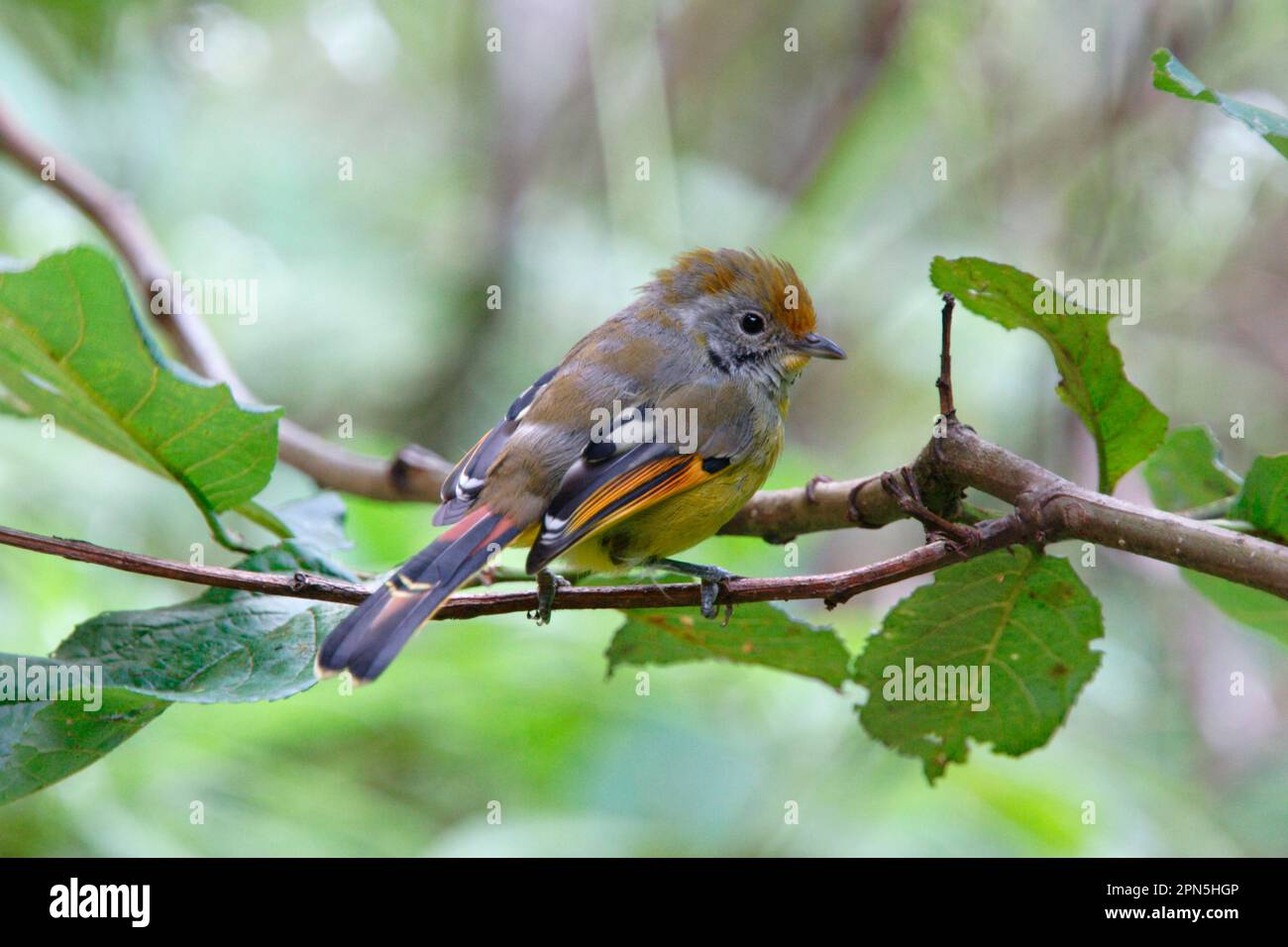 Chestnut-tailed Minla (Minla strigula yunnanensis), adult perch ...