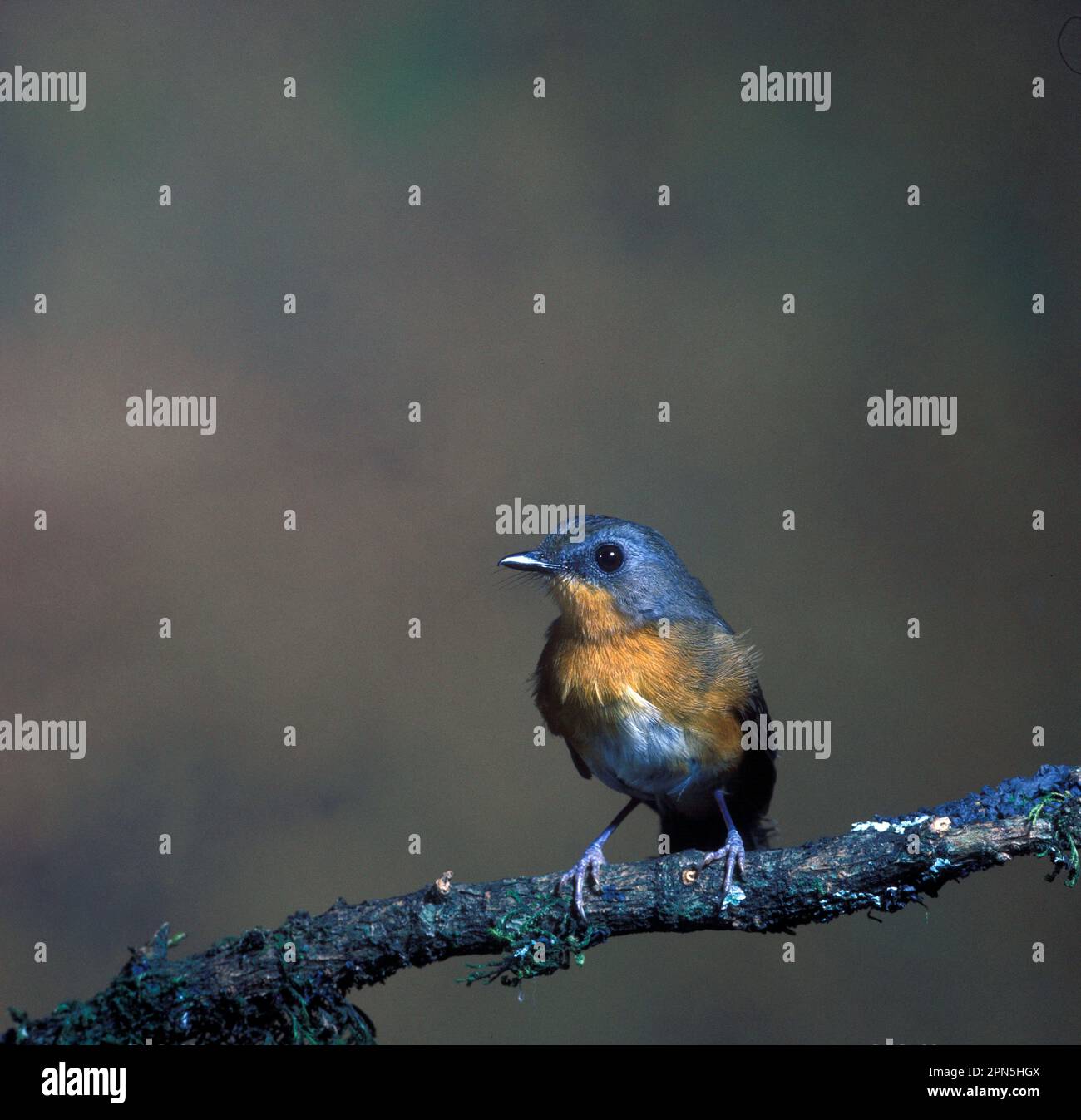 Uganda Robin, Uganda Robin, Songbirds, Animals, Birds, Equatorial ...