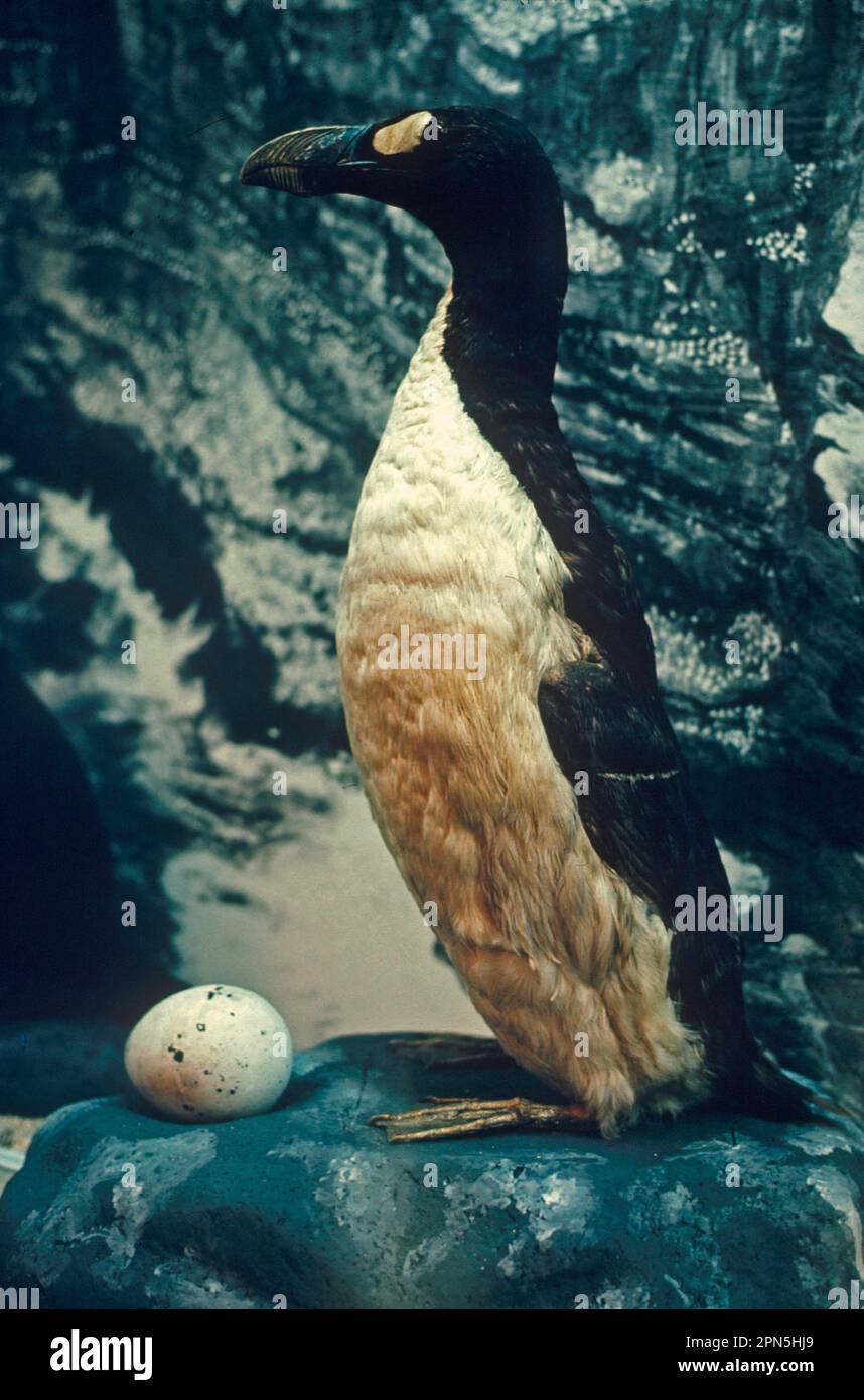 Egg great auk hi-res stock photography and images - Alamy