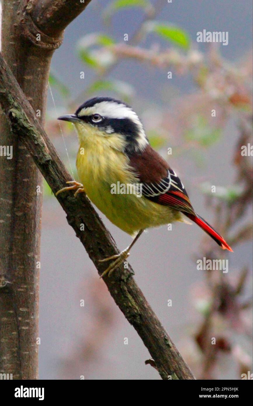 Red-tailed Minla (Minla ignotincta) adult male, perched on twig ...
