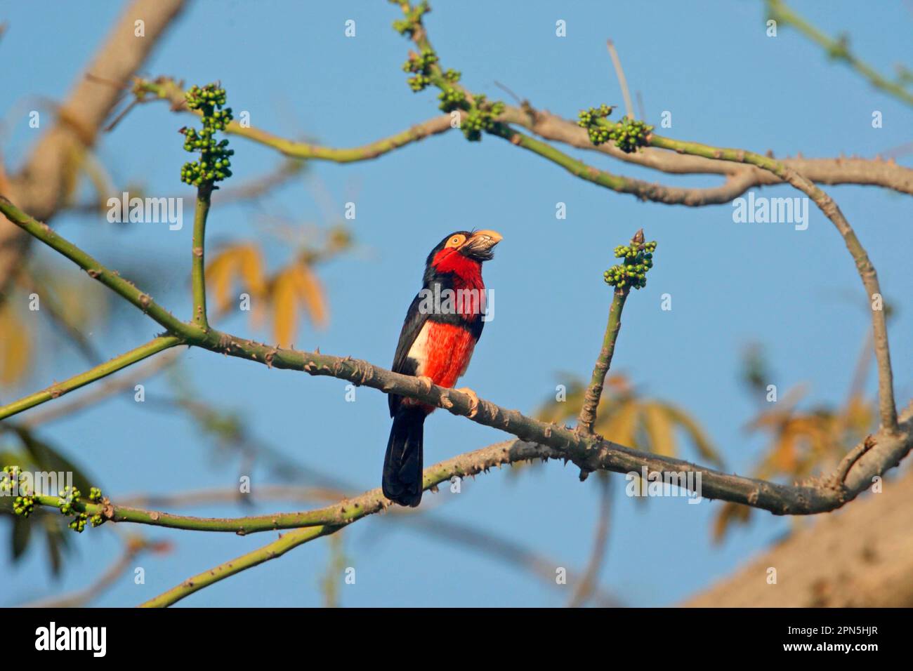 Senegal furrow hi-res stock photography and images - Alamy