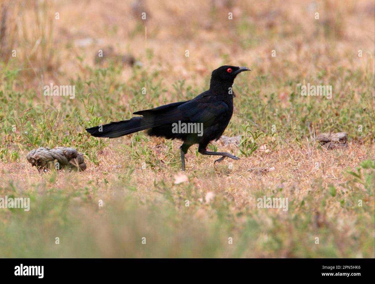 White-winged Chough (Corcorax melanorhamphos) adult, running over ...