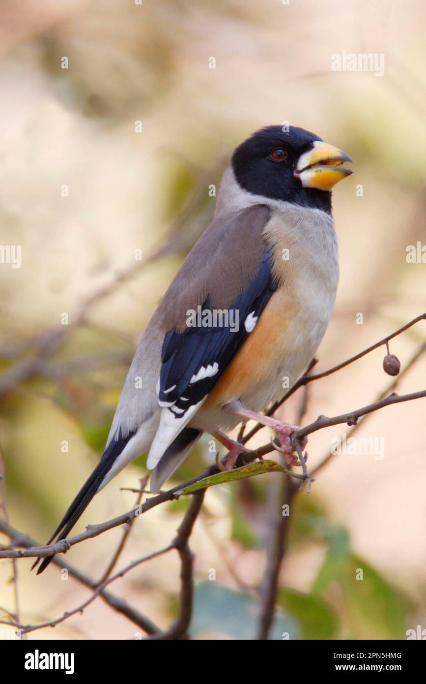 Coccothraustes migratorius, chinese grosbeak (Eophona migratoria ...