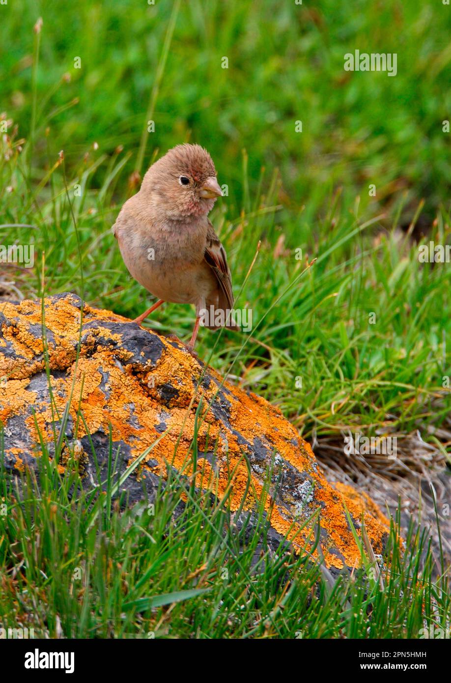 Mongolian Finch (Bucanetes mongolicus) adult female, standing on lichen ...