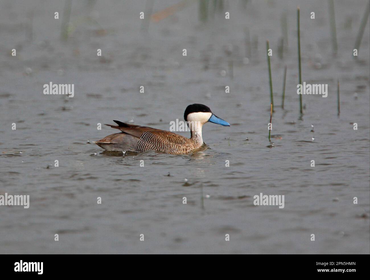 Puna Teal (Anas puna) adult male, swimming on puna lake in rain, Jujuy ...