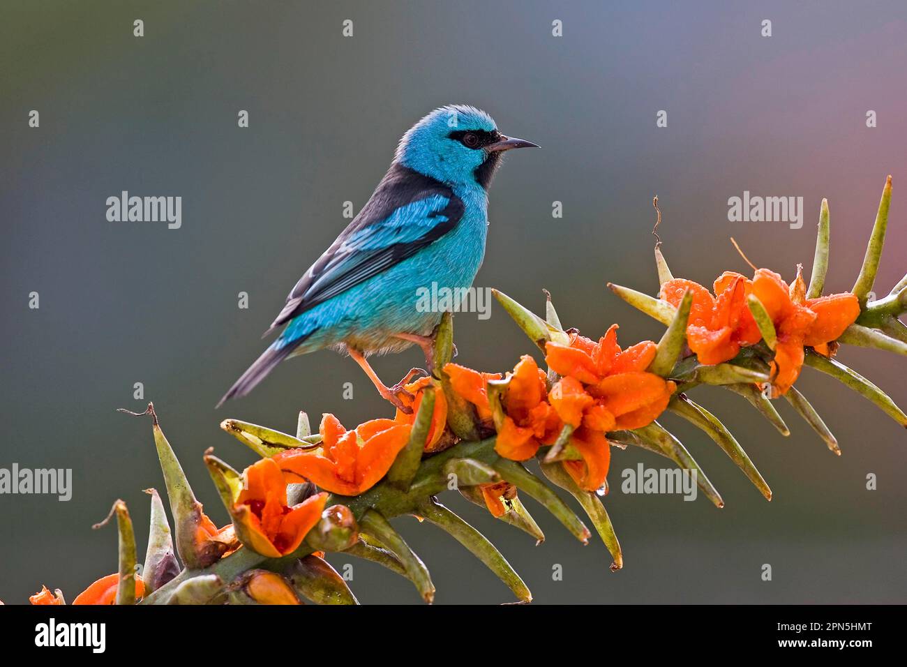 Pitpit, blue dacnis (Dacnis cayana), Pitpits, Blue-headed pitpits ...