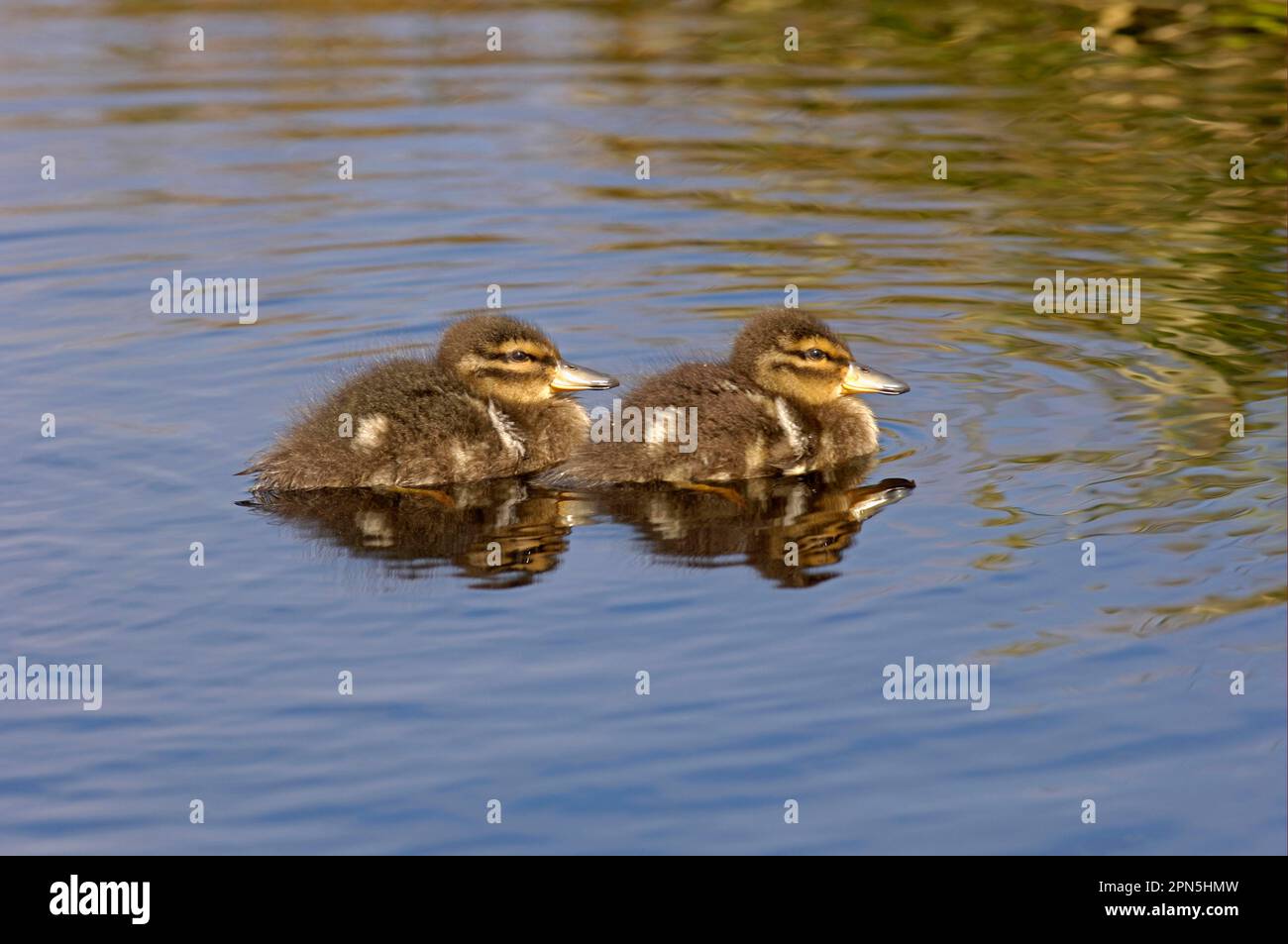 Patagonian crested duck (Lophonetta specularioides), Patagonian Crested ...