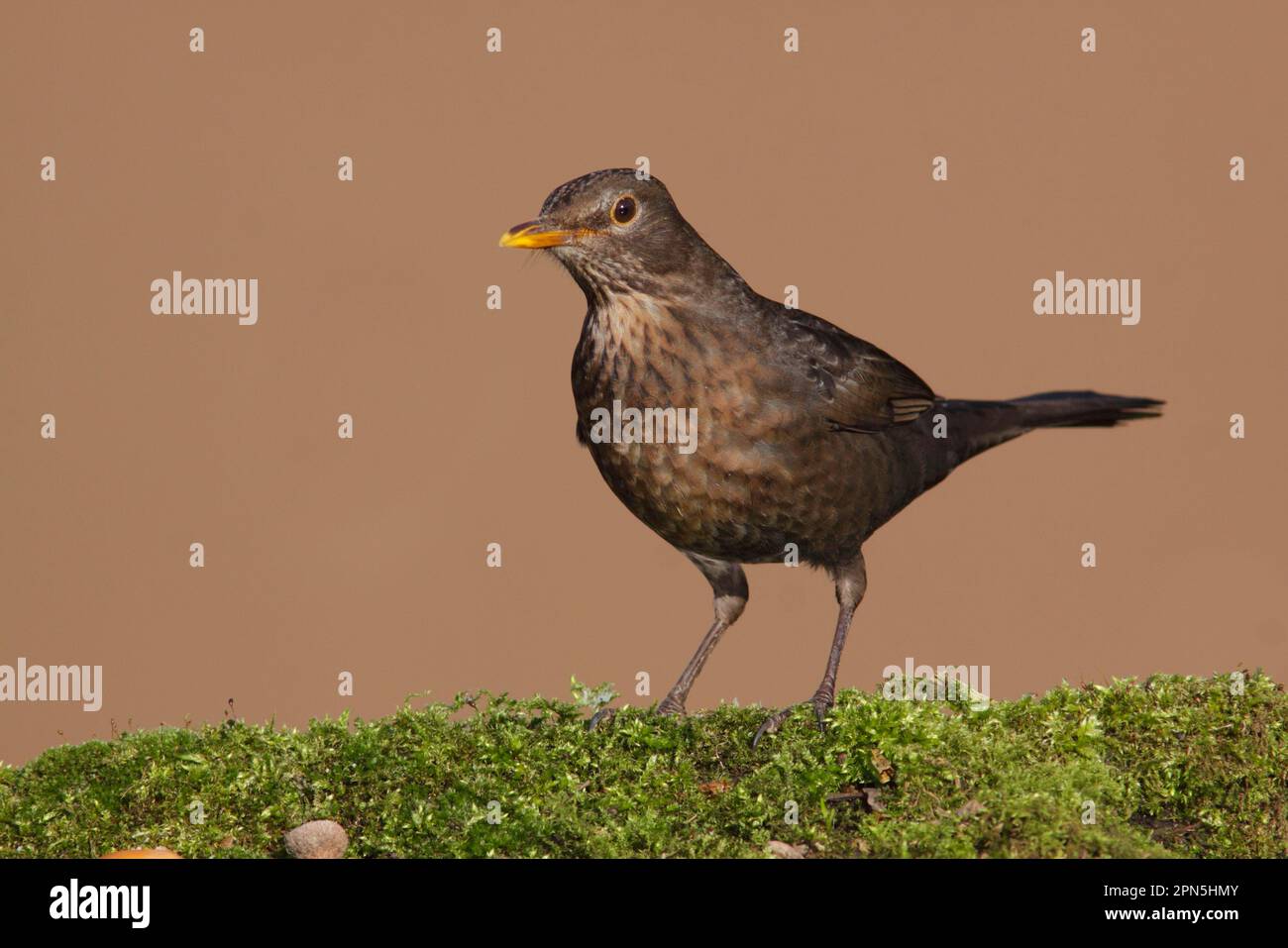 Blackbird, Blackbird, blackbirds (Turdus merula), Blackbirds, Songbirds ...