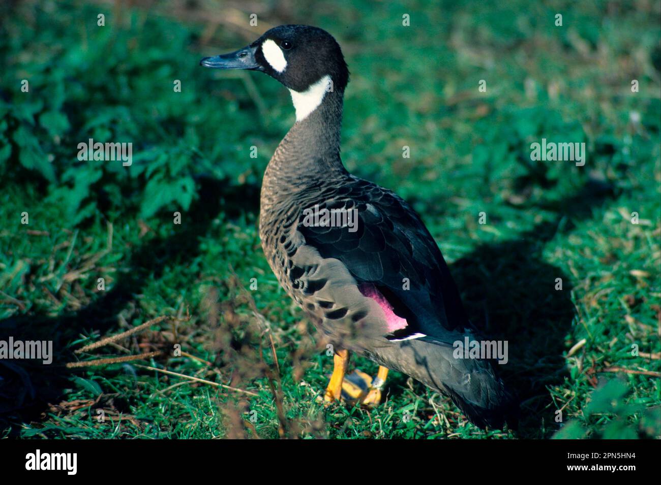 Bronze-winged Duck (Anas specularis) 'Spectacled Duck', standing Stock ...
