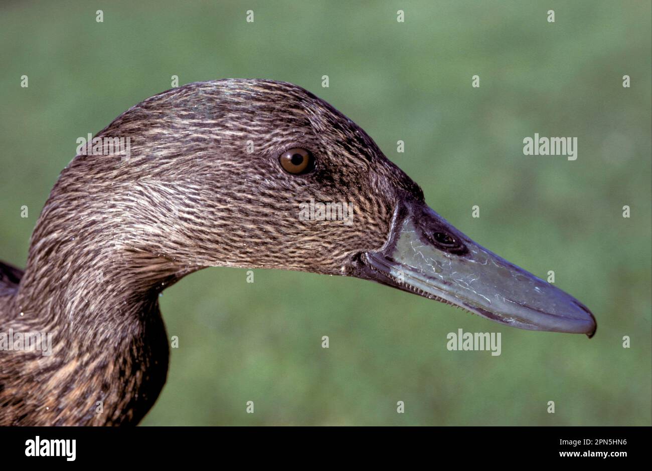 Meller's duck (Anas melleri) Close-up of the head Stock Photo - Alamy