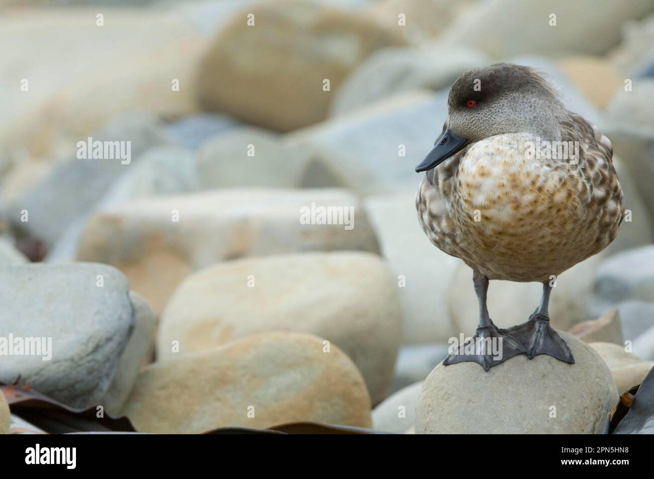 Patagonian crested duck (Lophonetta specularioides), Patagonian Crested ...