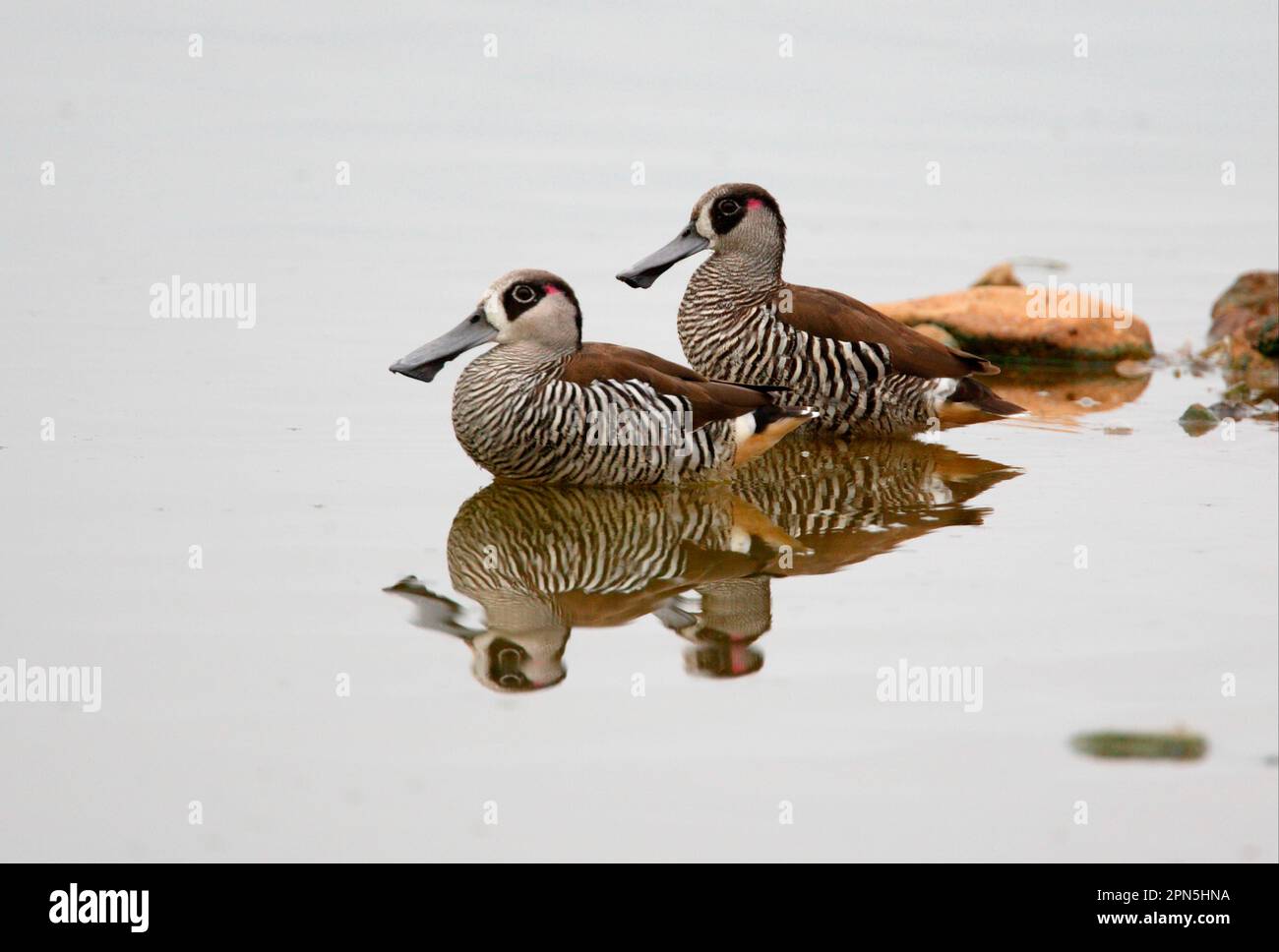 Pink-eared pink-eared duck (Malacorhynchus membranaceus), adult pair ...