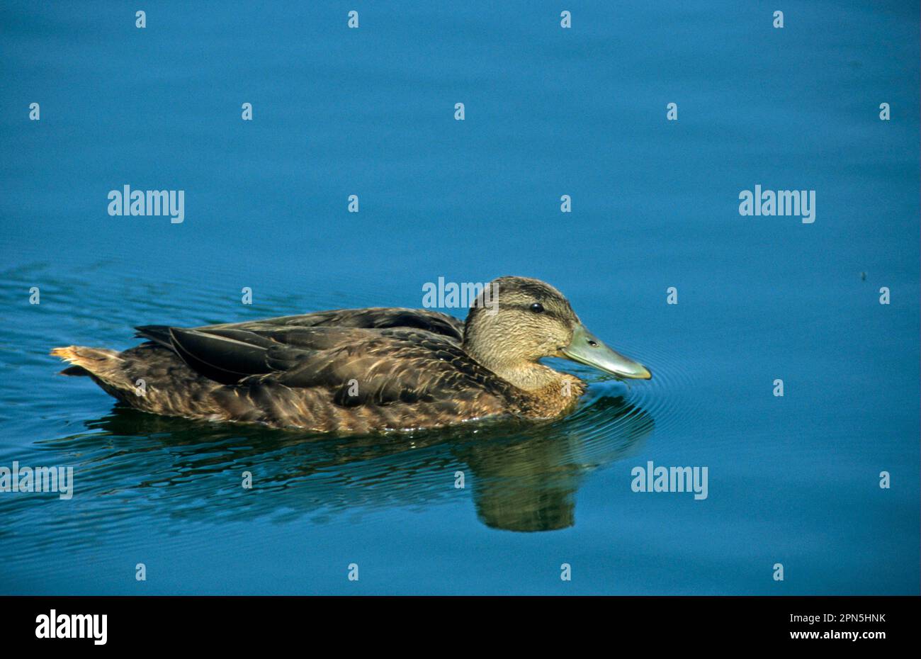 American american black duck (Anas rubripes) immature, first winter ...