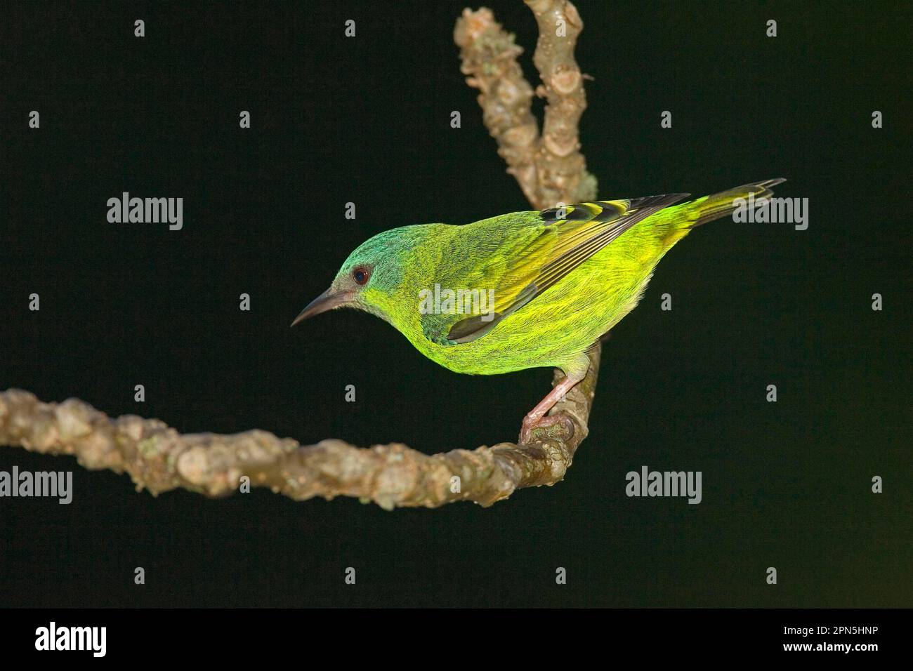 Pitpit, blue dacnis (Dacnis cayana), Pitpits, Blue-headed pitpits ...