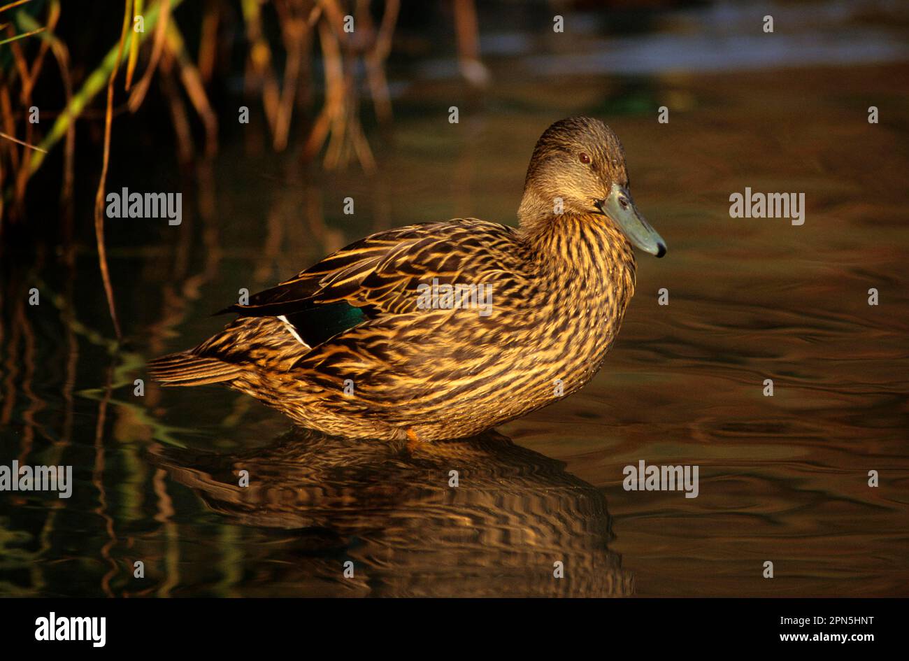 Black duck (Anas rubribes) close-up, standing in the water, native of ...
