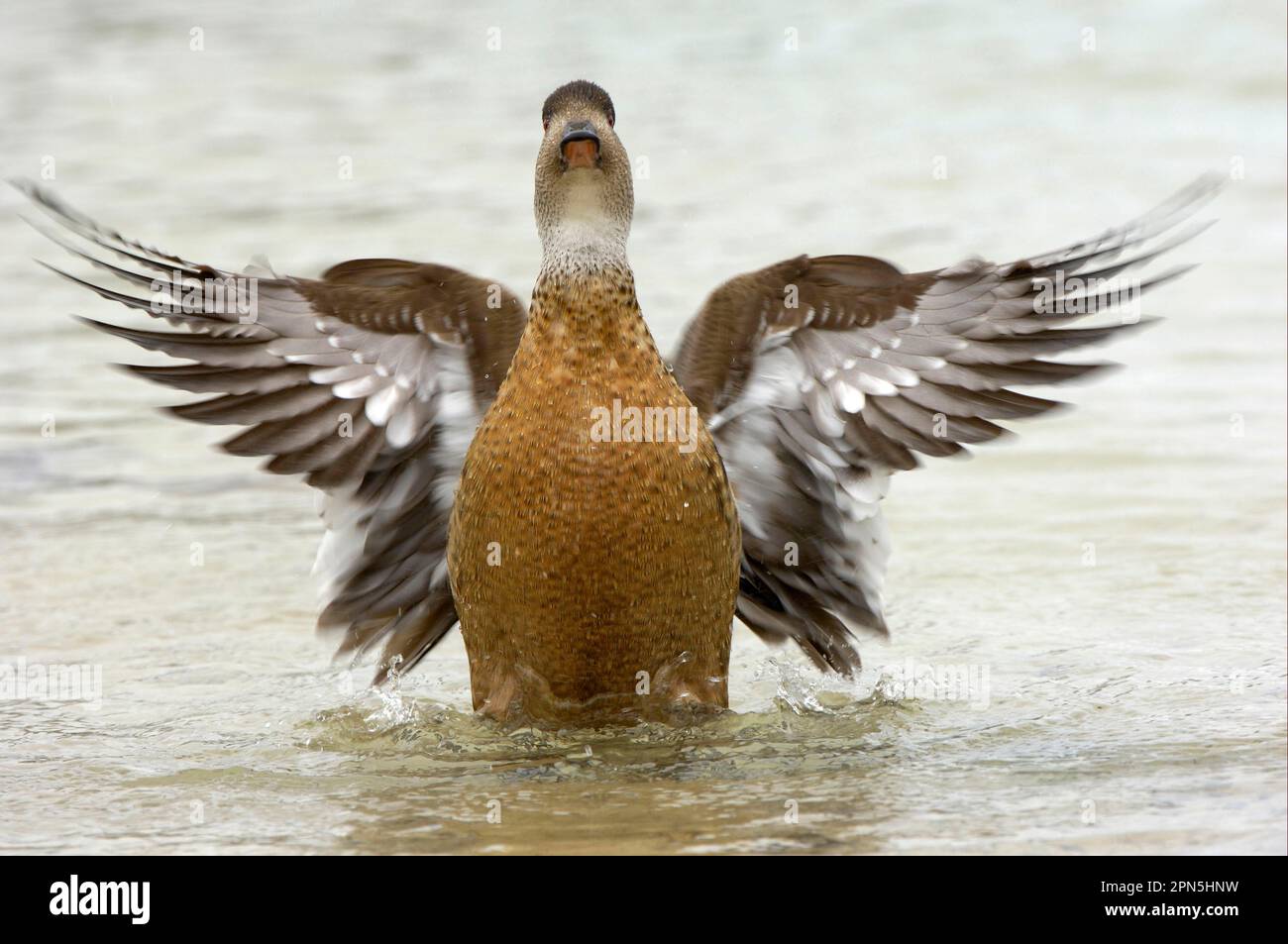 Falkland, Patagonian crested duck (Lophonetta specularioides ...