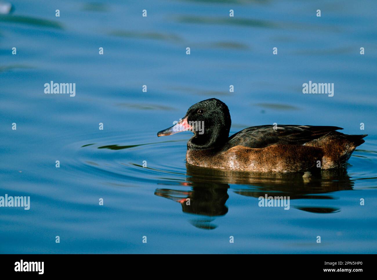 Black-headed duck (Heteronetta atricapilla), Cuckoo Ducks, Ducks, Goose ...
