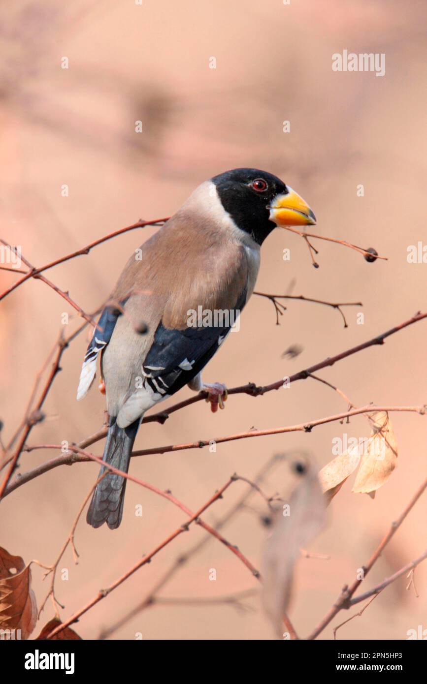 Coccothraustes migratorius, chinese grosbeak (Eophona migratoria ...