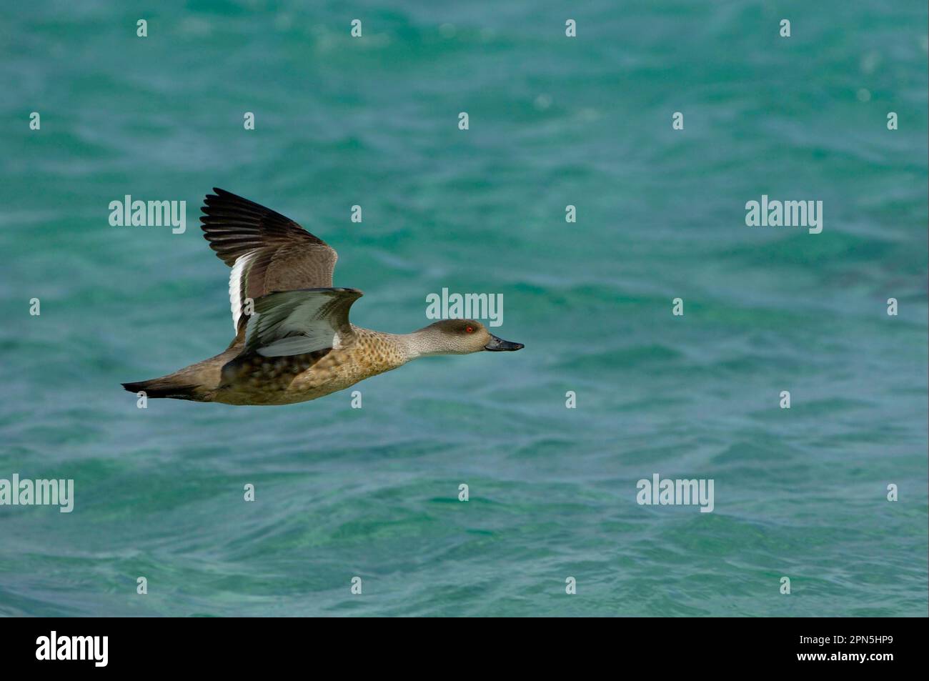 Patagonian crested duck (Lophonetta specularioides), Patagonian Crested ...