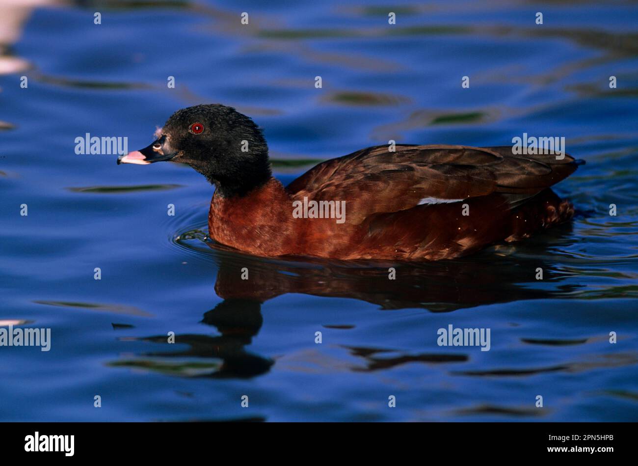 Hartlaubs duck hi-res stock photography and images - Alamy