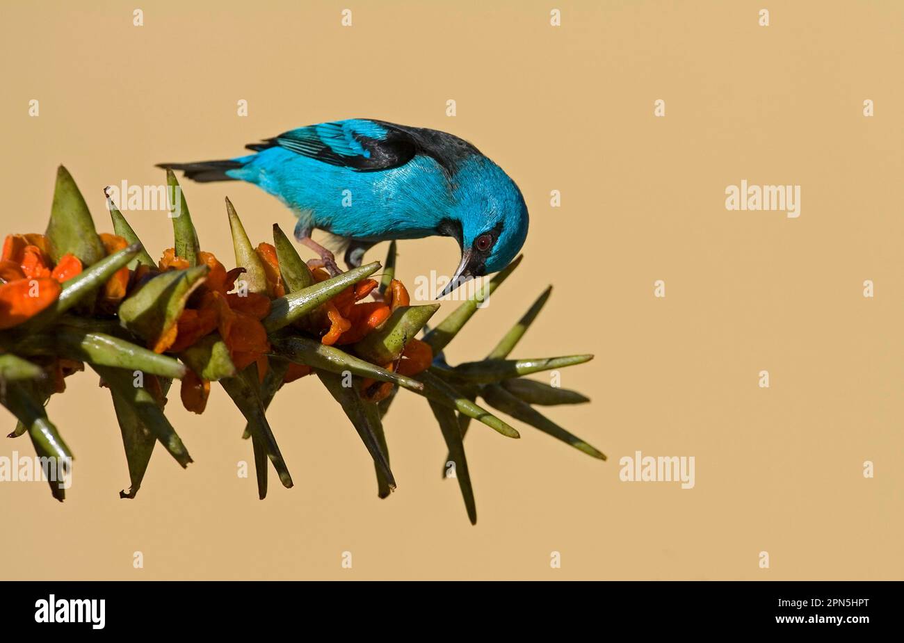 Pitpit, blue dacnis (Dacnis cayana), Pitpits, Blue-headed Pitpits ...