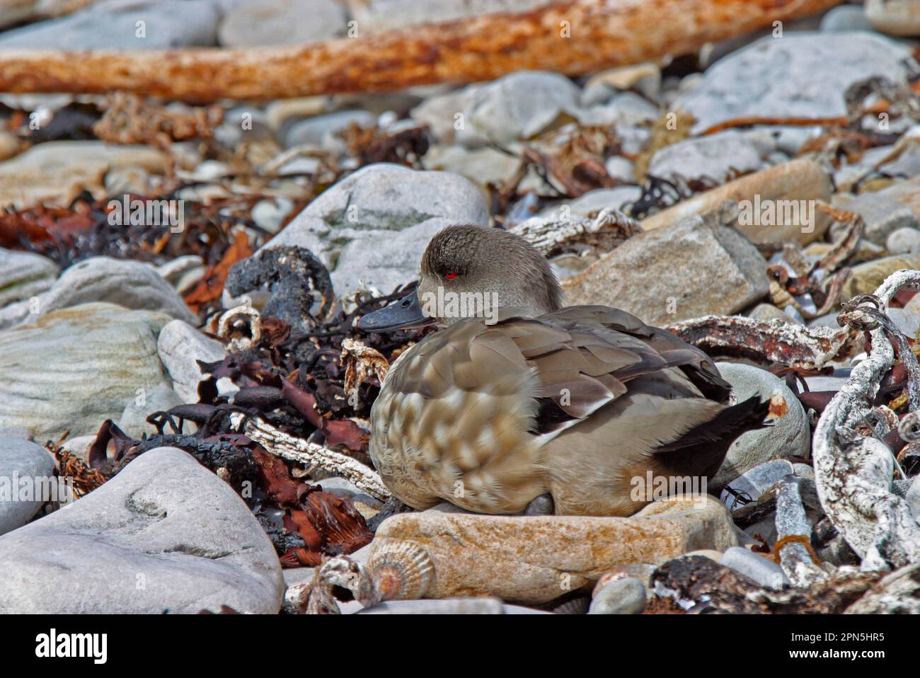 Patagonian crested duck (Lophonetta specularioides), Patagonian Crested ...