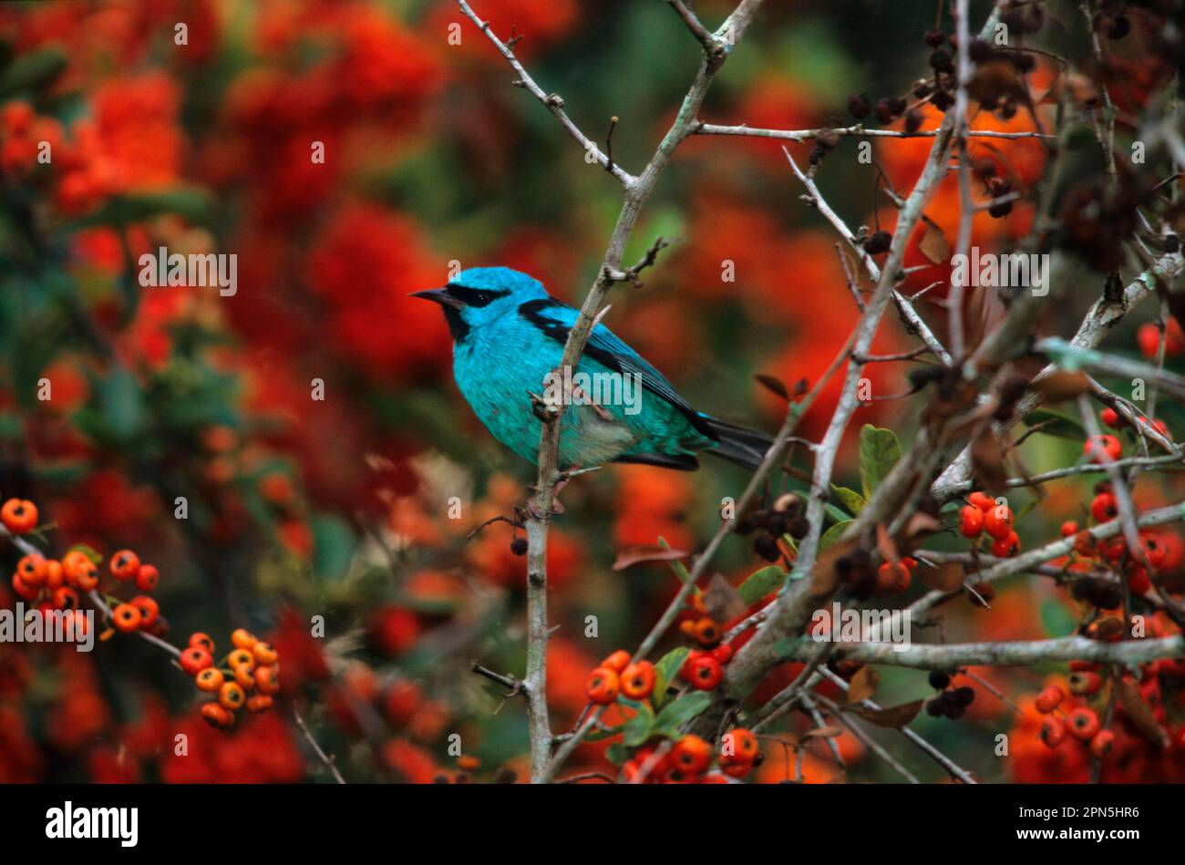 Pitpit, blue dacnis (Dacnis cayana), Pitpits, Blue-headed Pitpits ...