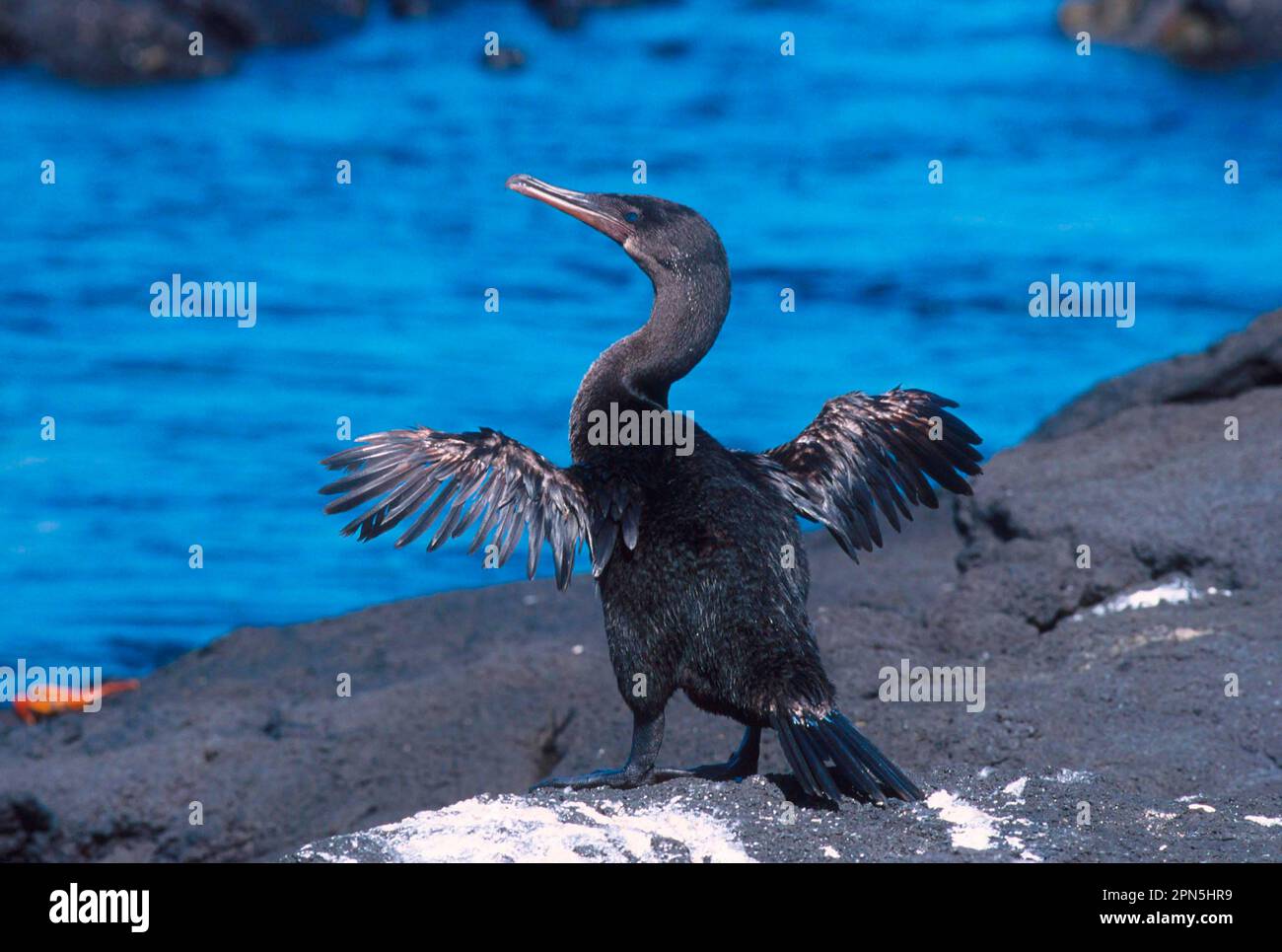 Flightless Cormorant (Nannopterum harrisi) Wings spread for the day ...