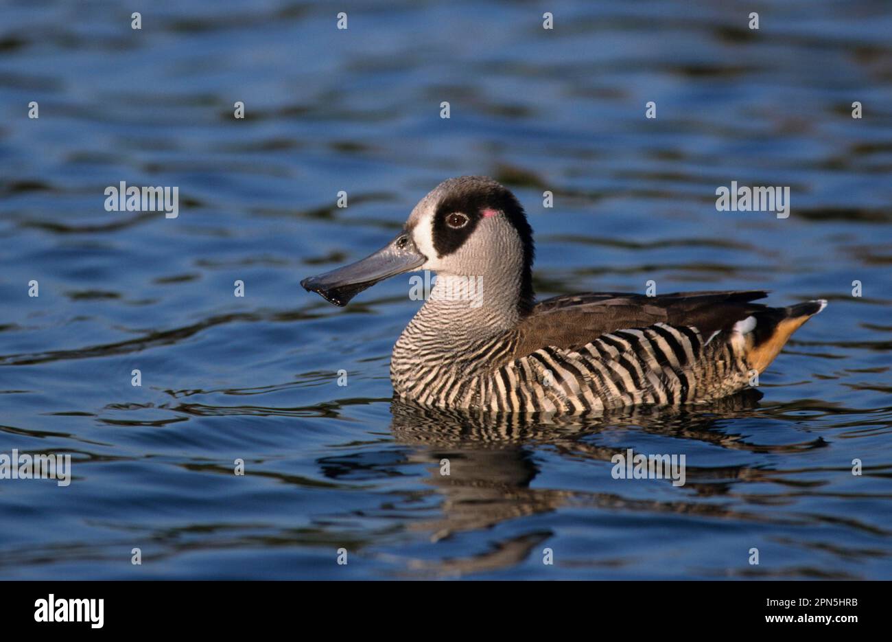 Pink-eared (Zebra) pink-eared duck (Malacorhynchus membranaceus ...