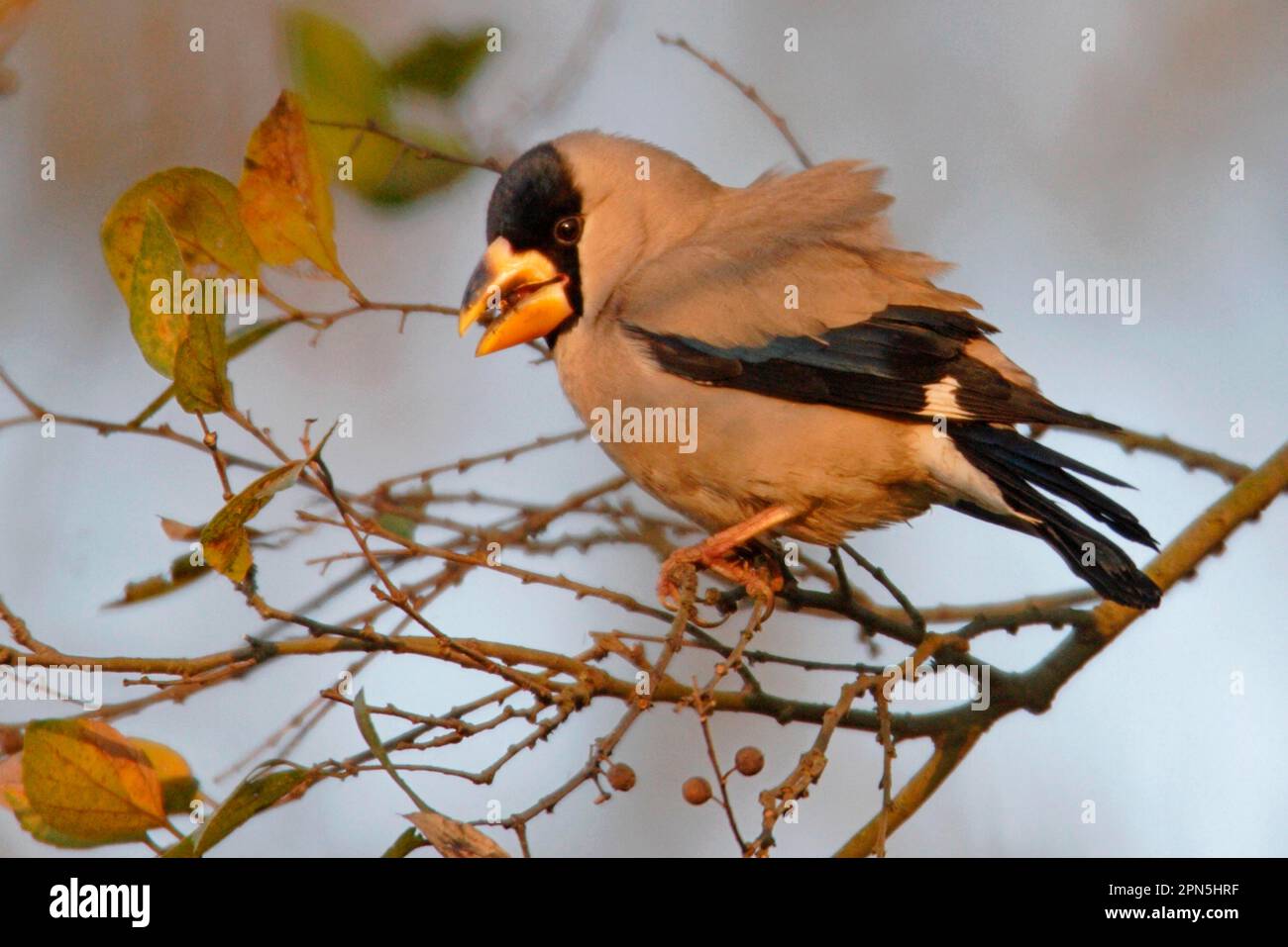 Coccothraustes migratorius, Black-tailed Hawfinch, Black-tailed ...