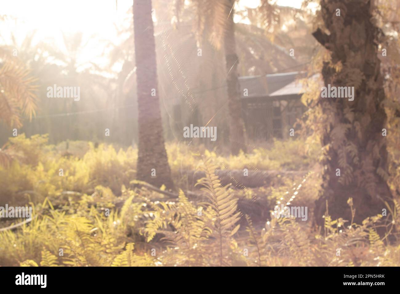 infrared image of the spidery cobweb scenery at the bushy meadow Stock ...