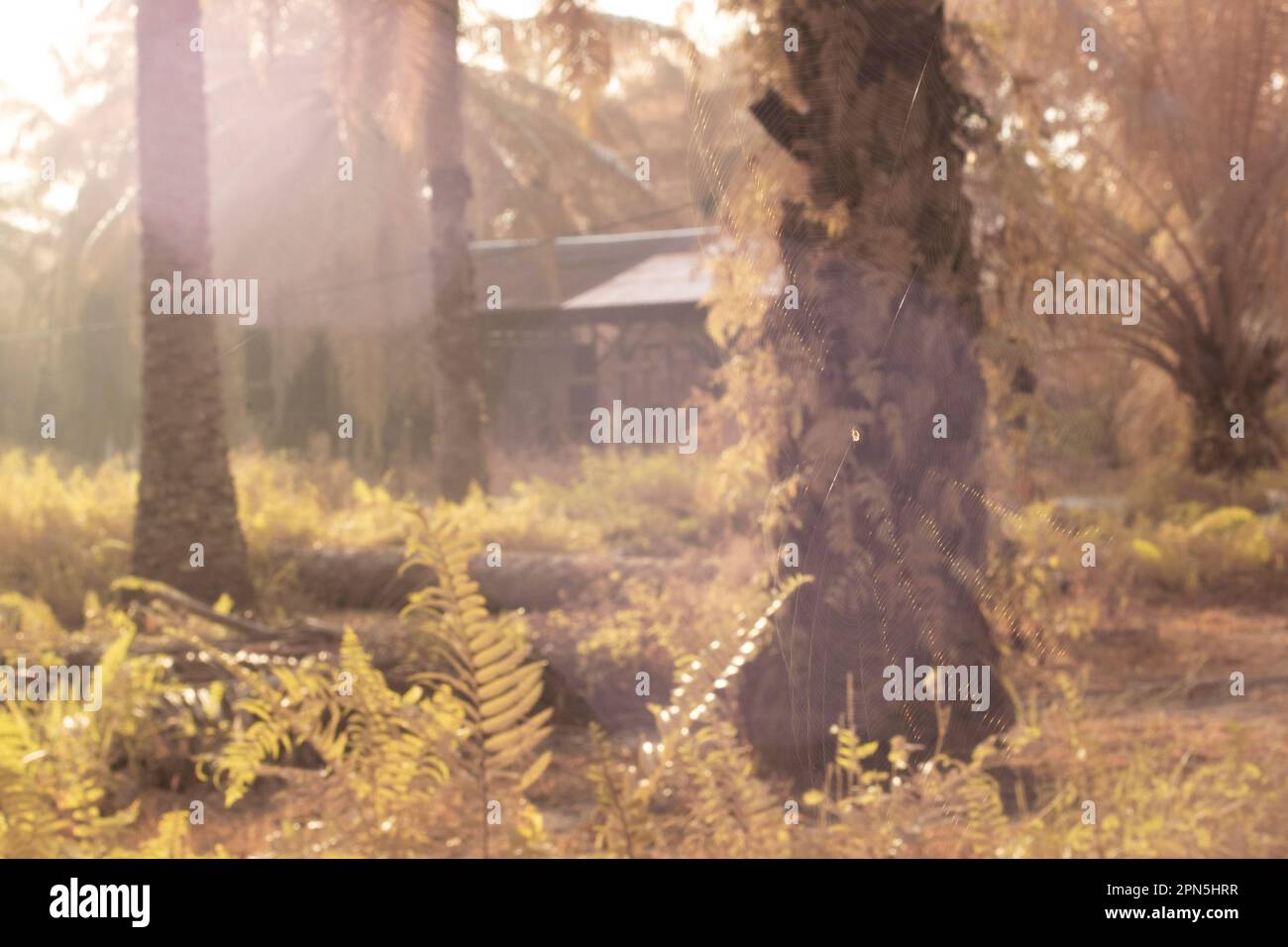 infrared image of the spidery cobweb scenery at the bushy meadow Stock ...