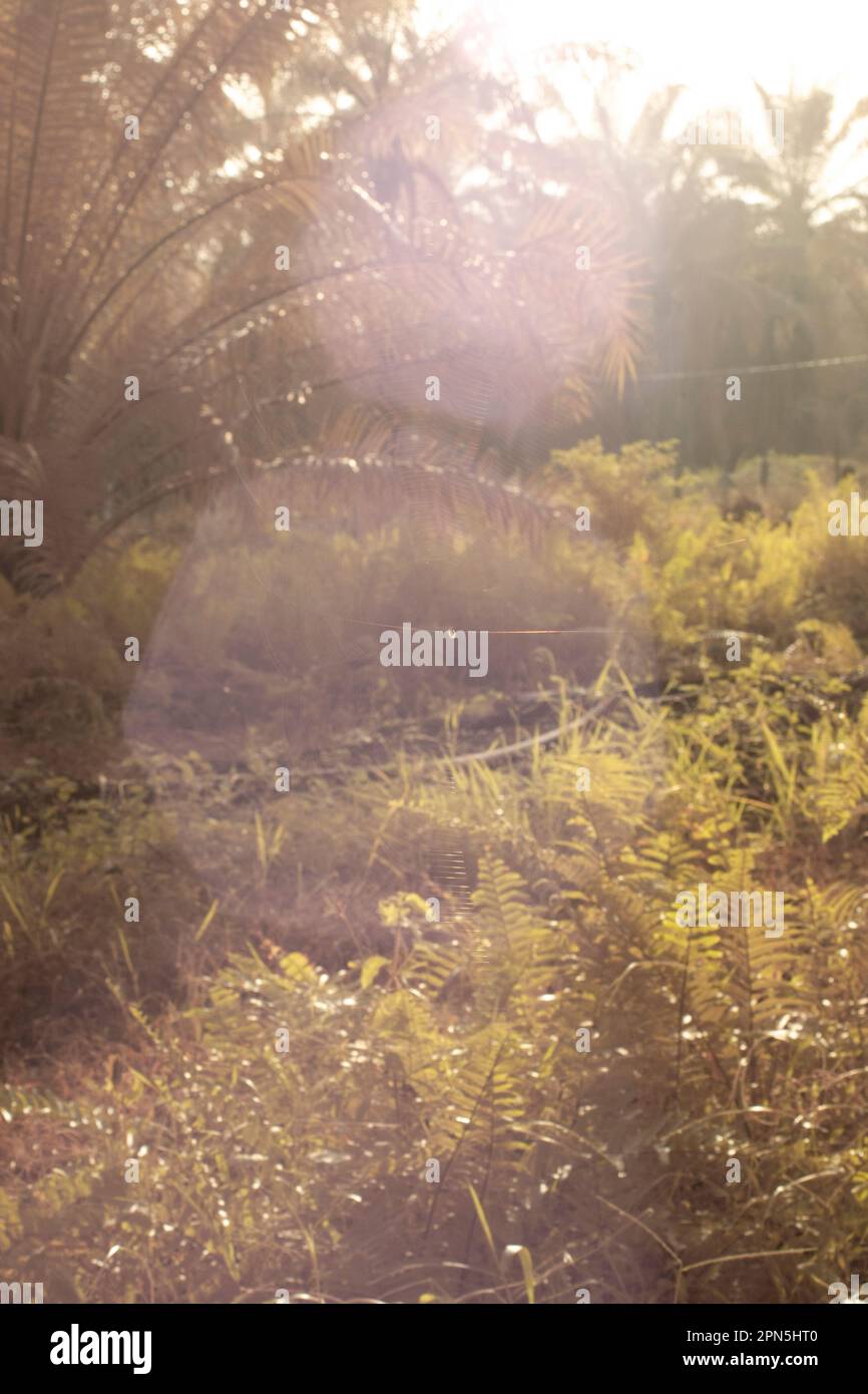 infrared image of the spidery cobweb scenery at the bushy meadow Stock ...