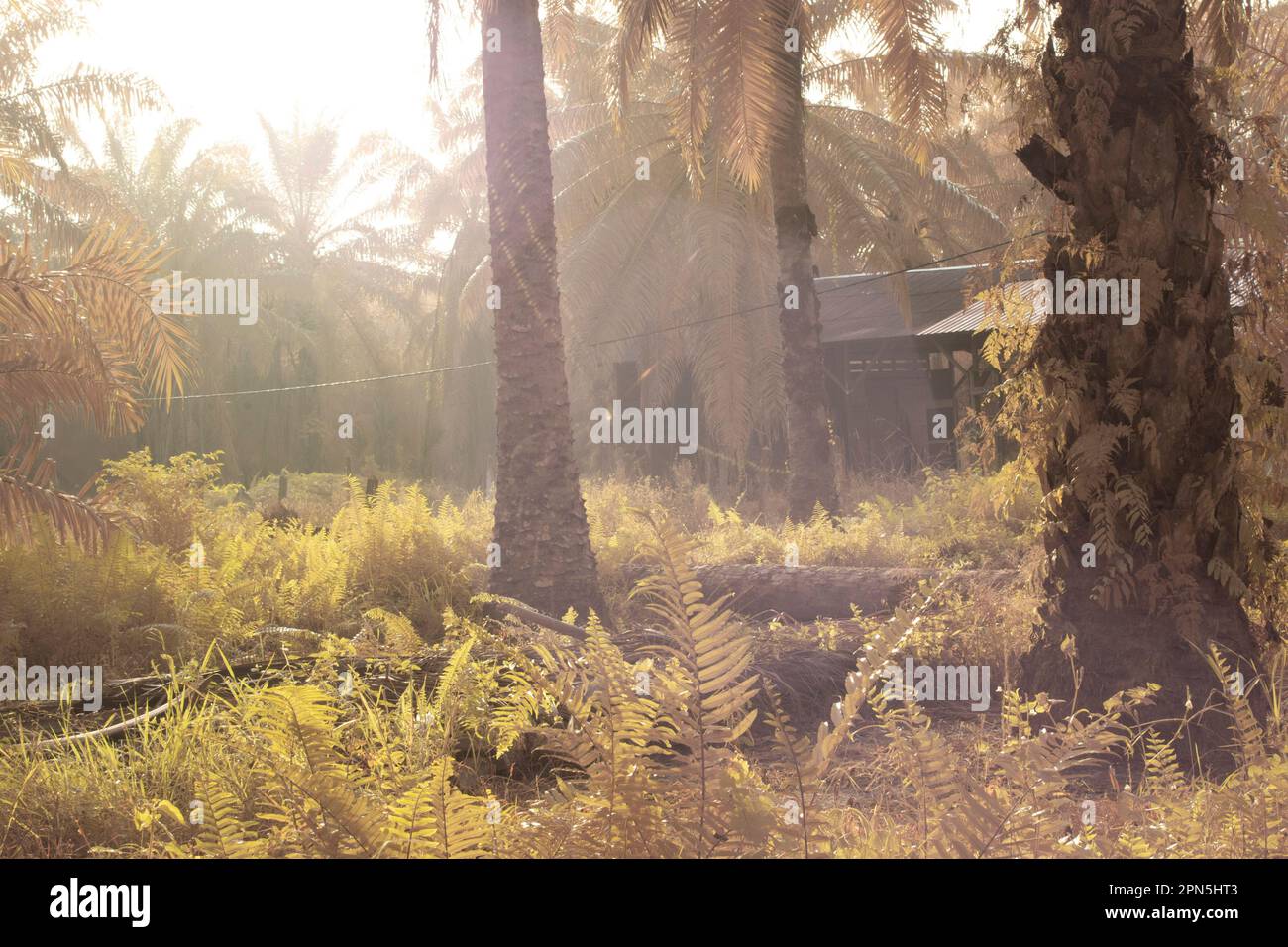 infrared image of the spidery cobweb scenery at the bushy meadow Stock ...