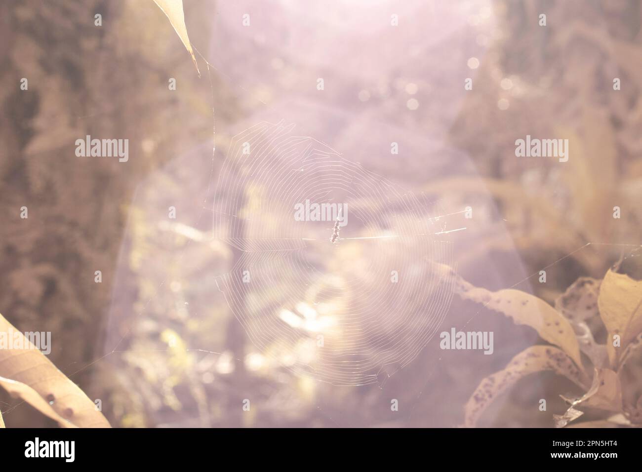 infrared image of the spidery cobweb scenery at the bushy meadow Stock ...